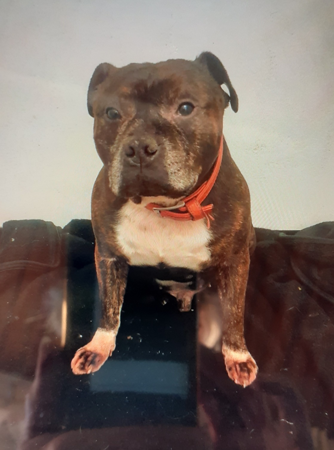 3 new dogs looking for homes- all gorgeous! Billy, Henley & Ruby ...