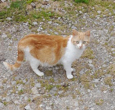 Ginger Cats | Cheadle & District Animal Welfare Society Staffordshire