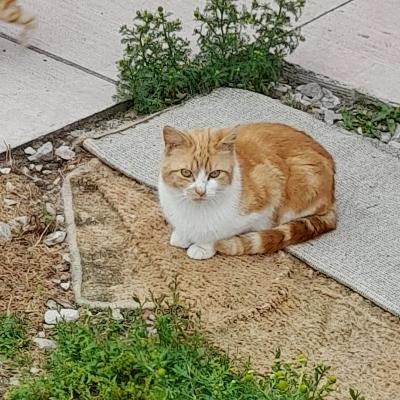 Ginger Cats | Cheadle & District Animal Welfare Society Staffordshire