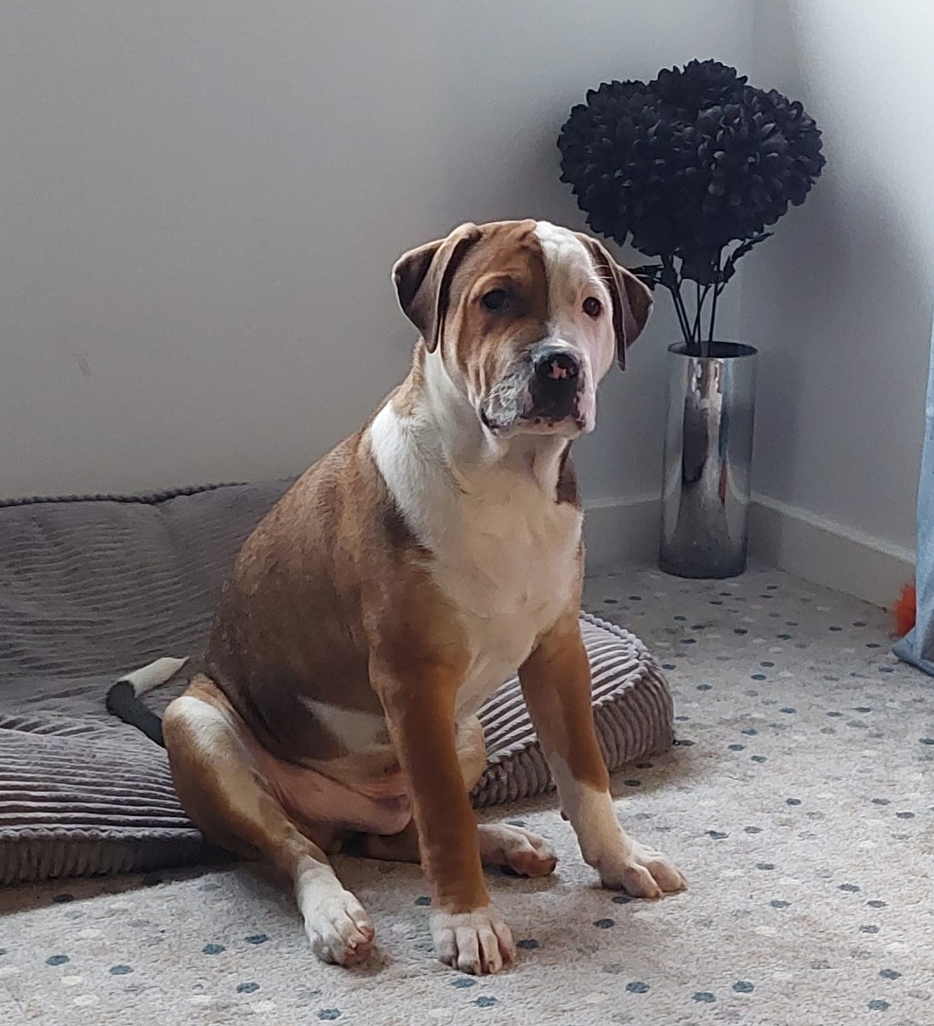 Cheadle & District Animal Welfare Society Staffordshire | Home