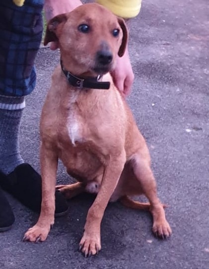 Cheadle & District Animal Welfare Society Staffordshire | Home