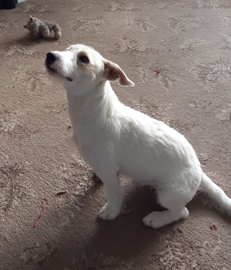 Dogs for Adoption | Cheadle & District Animal Welfare Society Staffordshire