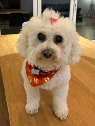 Dogs for Adoption | Cheadle & District Animal Welfare Society Staffordshire