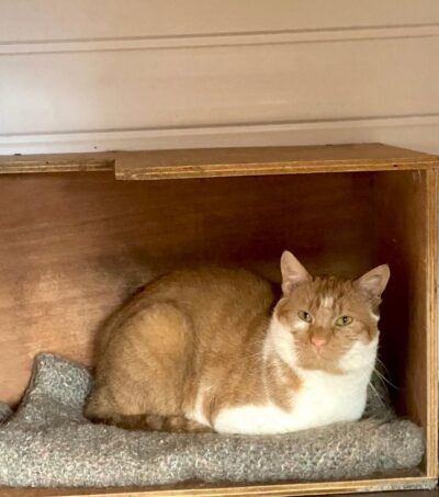 Cats for Adoption | Cheadle & District Animal Welfare Society Staffordshire