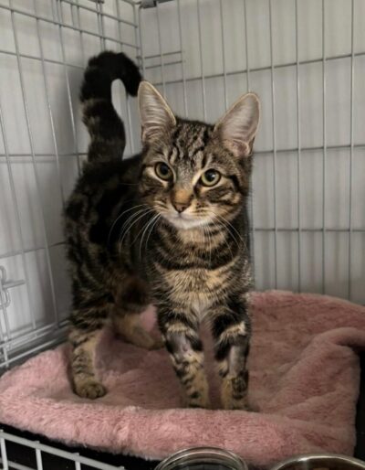 Cats for Adoption | Cheadle & District Animal Welfare Society Staffordshire