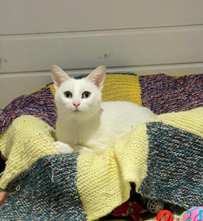 Cats for Adoption | Cheadle & District Animal Welfare Society Staffordshire