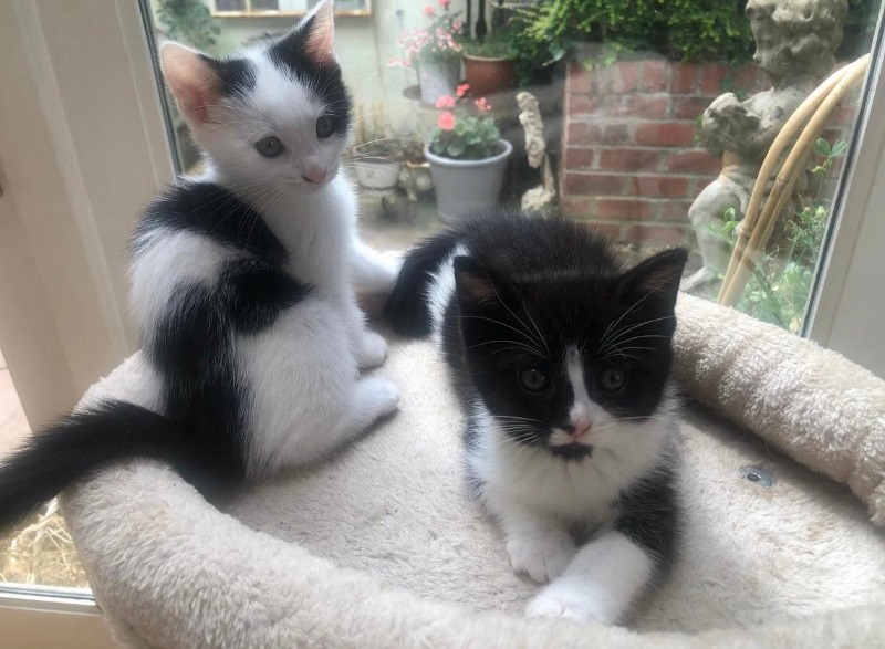 Cats for Adoption | Cheadle & District Animal Welfare Society Staffordshire