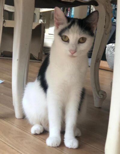 Cats for Adoption | Cheadle & District Animal Welfare Society Staffordshire