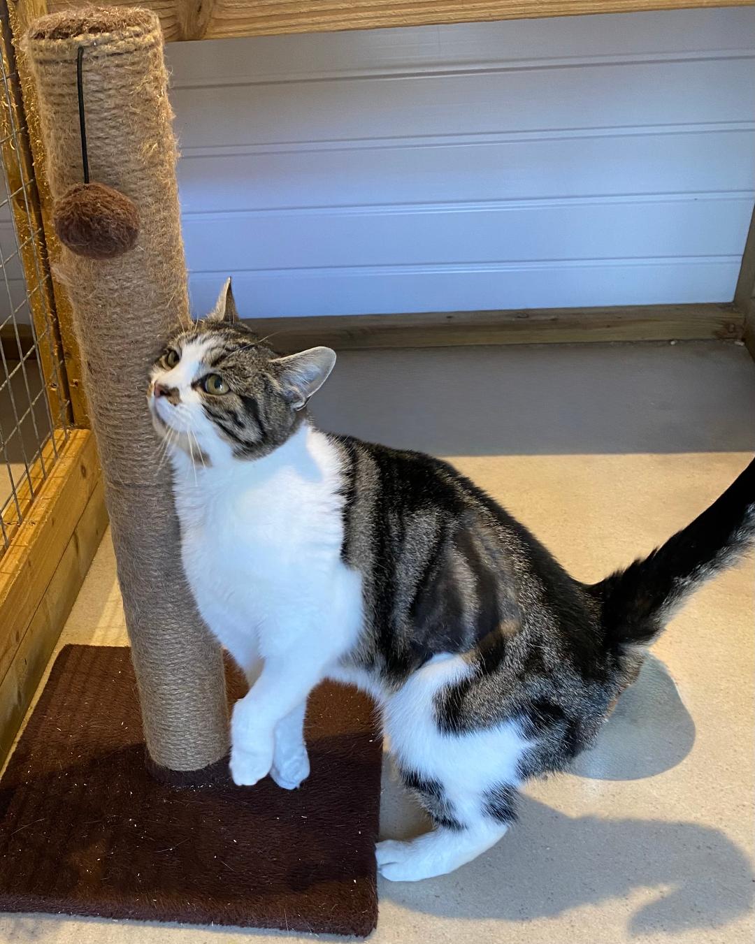 Angela ***Rehomed*** | Cheadle & District Animal Welfare Society ...