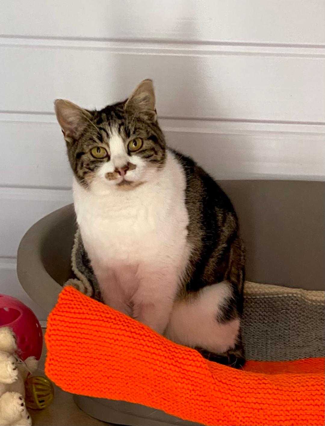 Angela ***Rehomed*** | Cheadle & District Animal Welfare Society ...