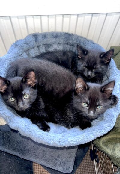 Cats for Adoption | Cheadle & District Animal Welfare Society Staffordshire