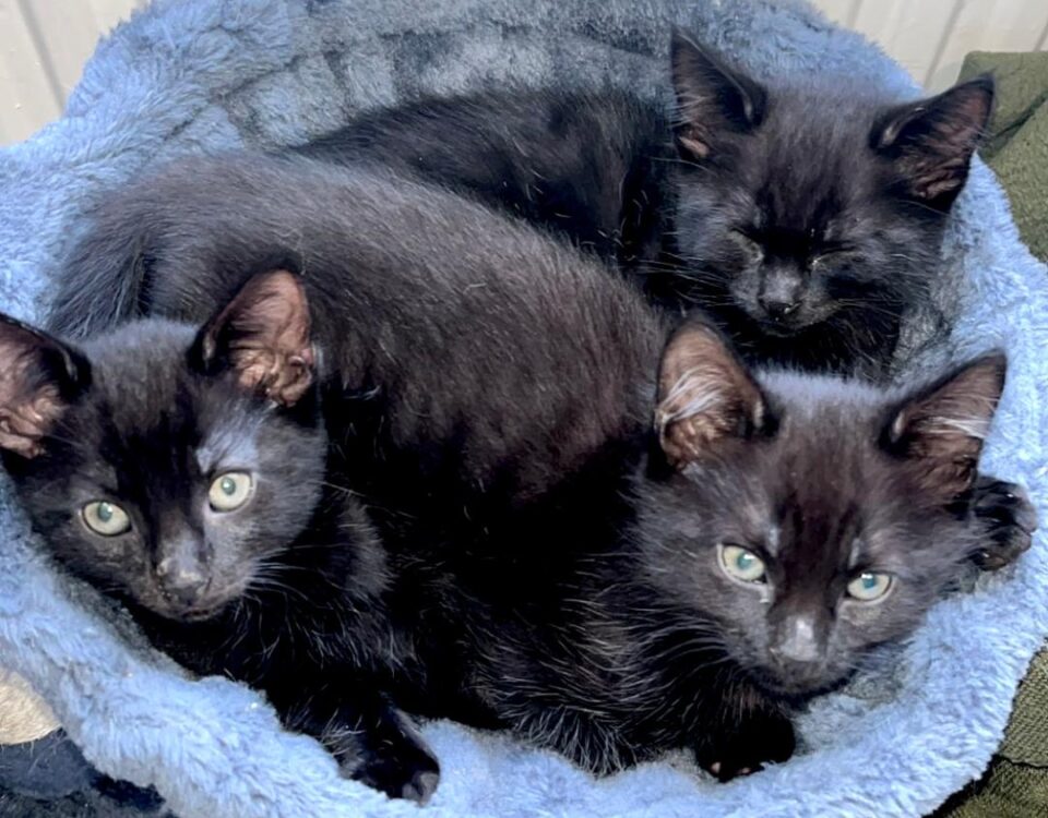 Cats for Adoption | Cheadle & District Animal Welfare Society Staffordshire