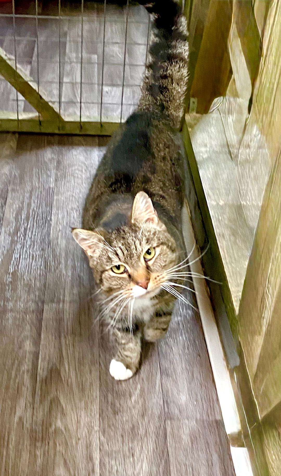 Carter | Cheadle & District Animal Welfare Society Staffordshire